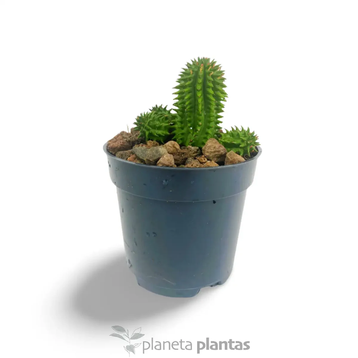 Euphorbia Susannae · 9,90€ · Planeta Plantas