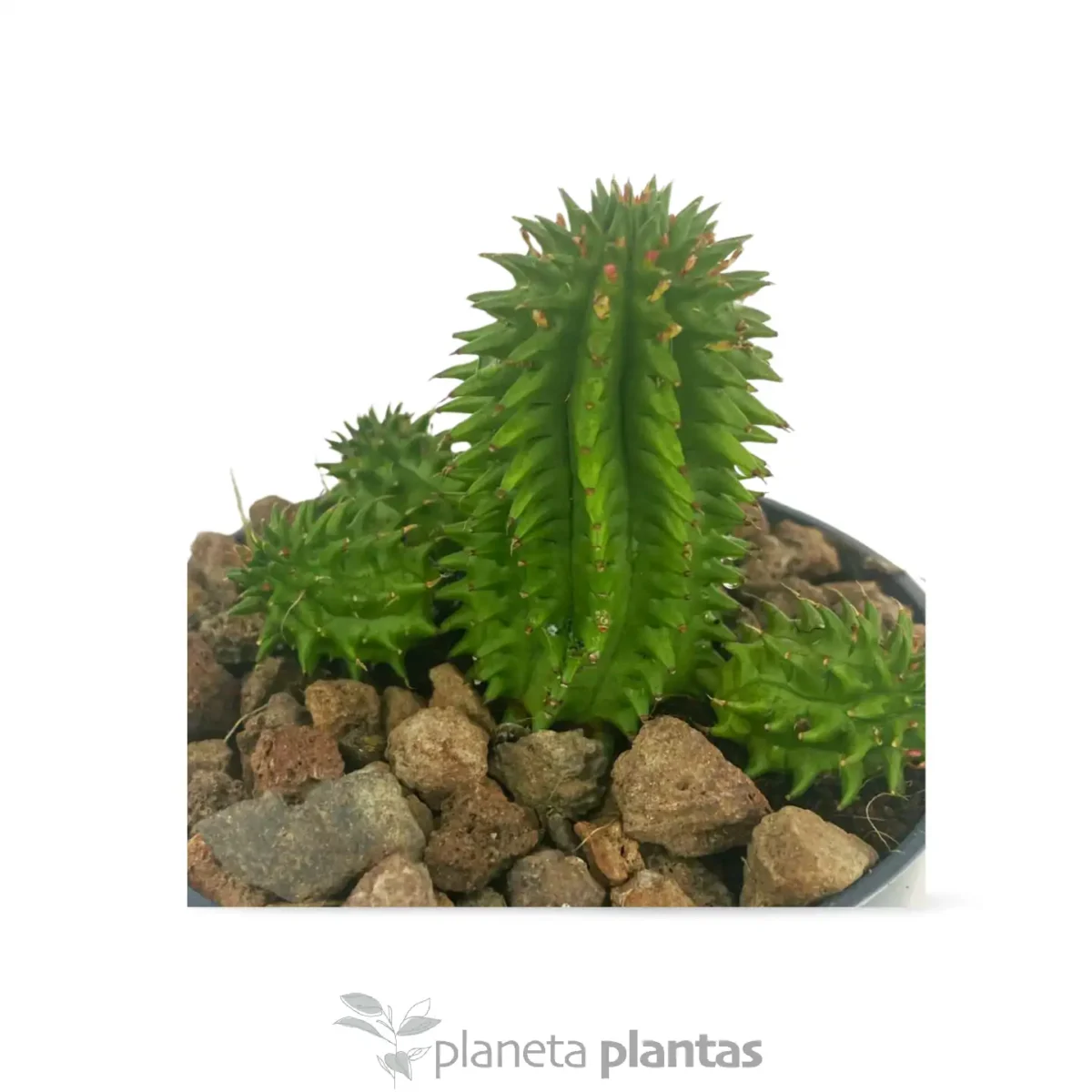 Euphorbia Susannae · 9,90€ · Planeta Plantas