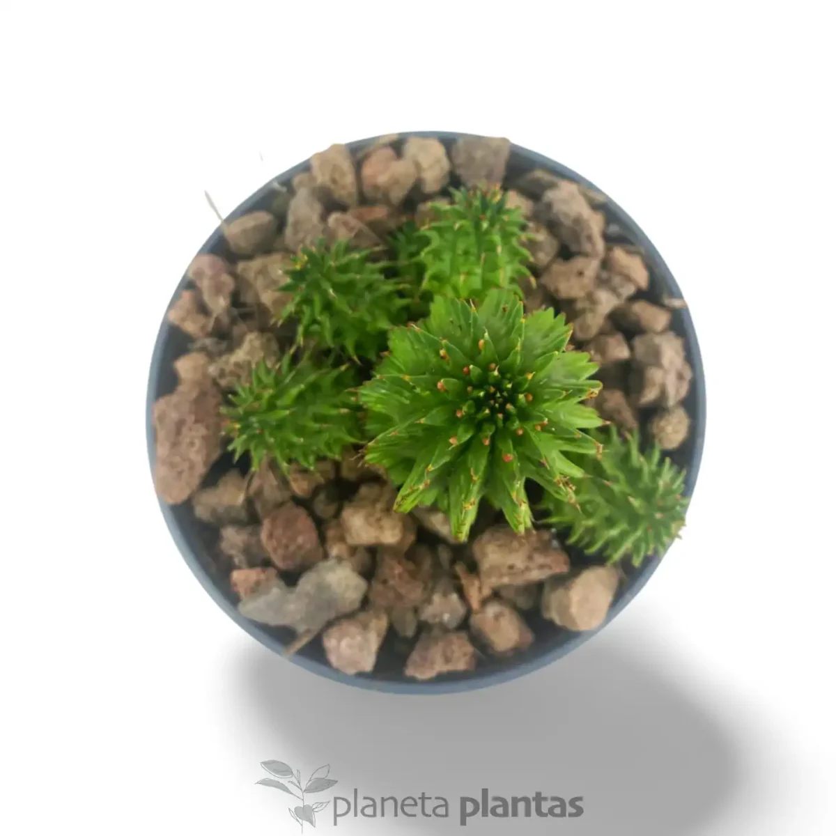 Euphorbia Susannae · 9,90€ · Planeta Plantas