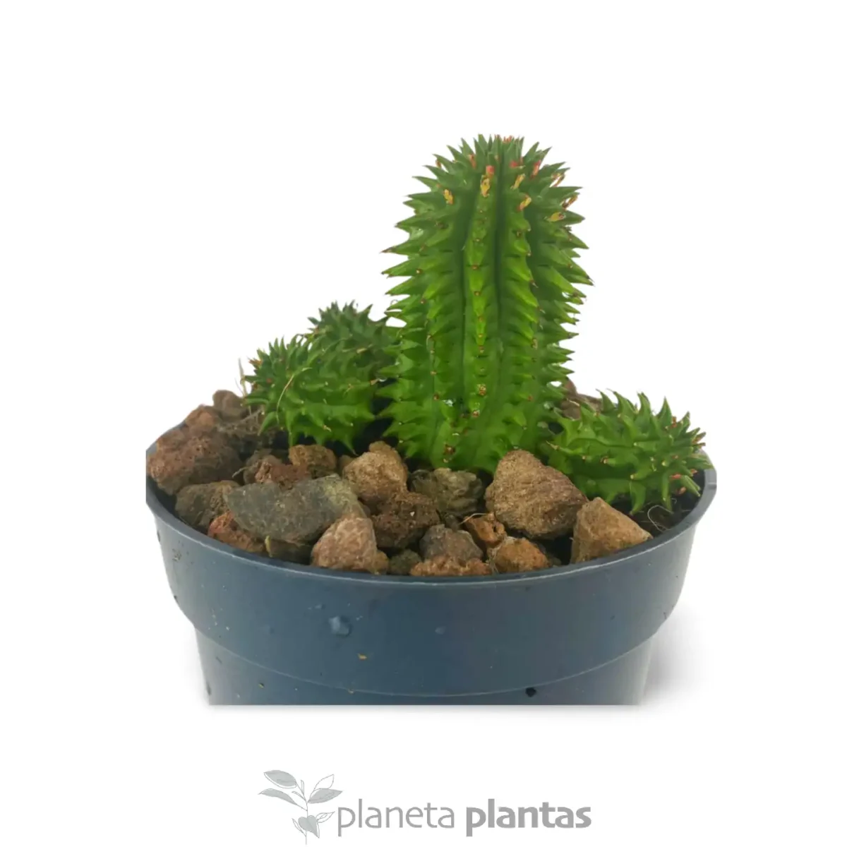 Euphorbia Susannae · 9,90€ · Planeta Plantas